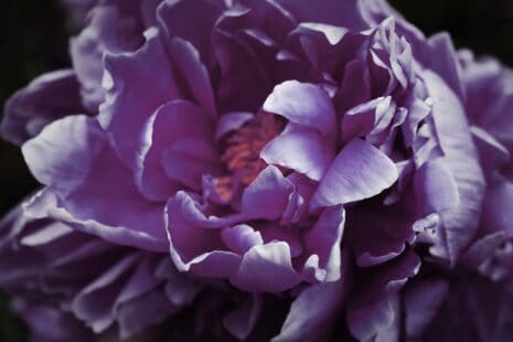 Bunga Peony (牡丹花) Lambang Keberuntungan Dan Kebahagiaan » Flora & Fauna ...