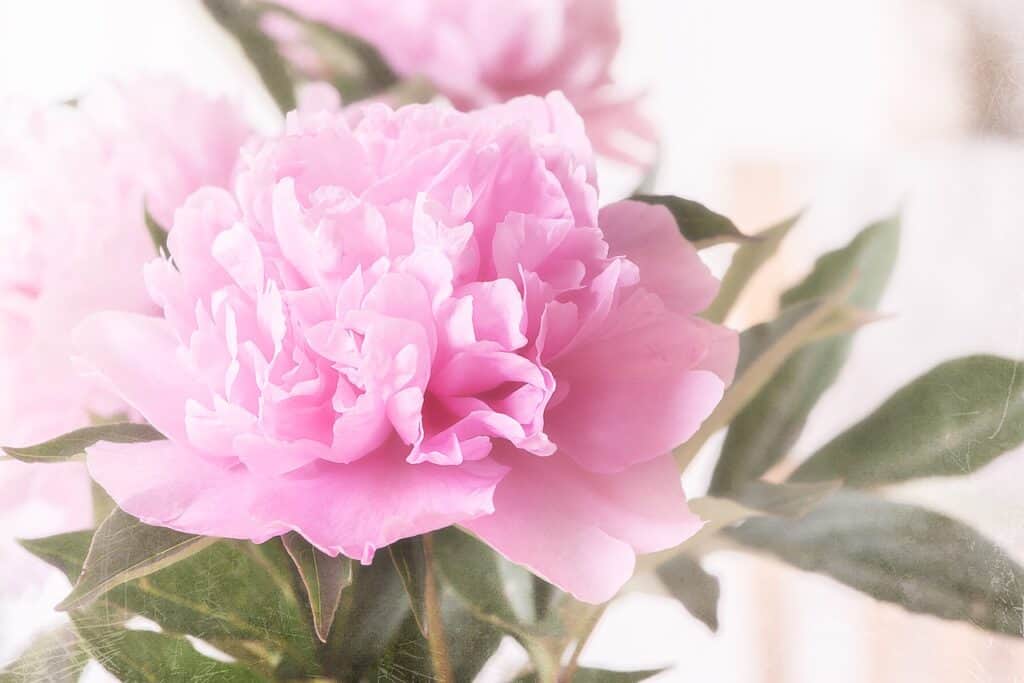 Bunga Peony (牡丹花) Lambang Keberuntungan Dan Kebahagiaan » Flora & Fauna ...