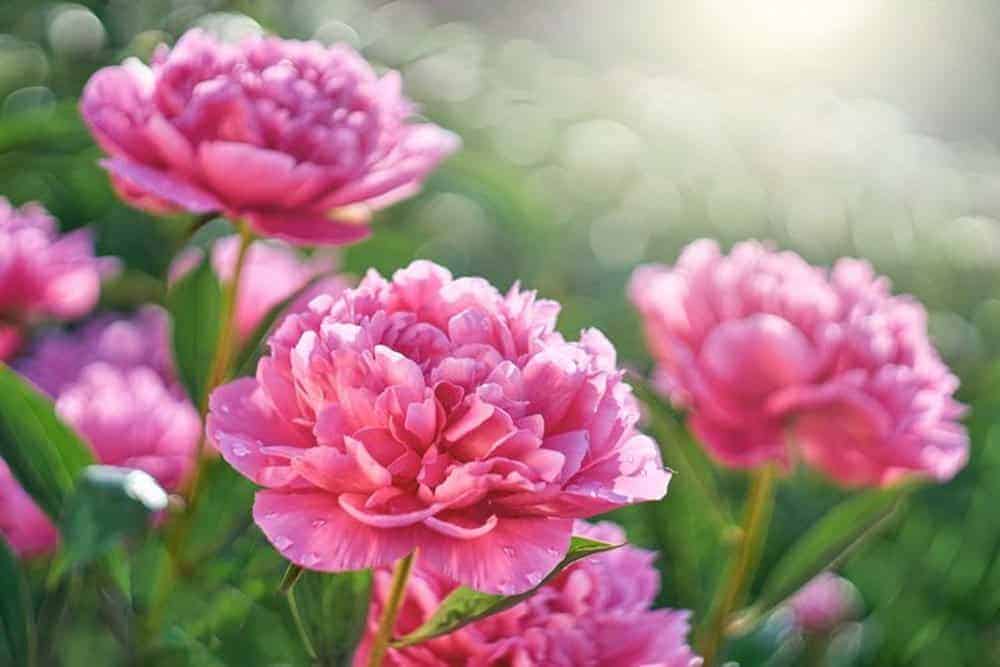 Bunga Peony: Perbedaan Mu Dan 牡丹 & Shao Yao 芍药 » Flora & Fauna ...