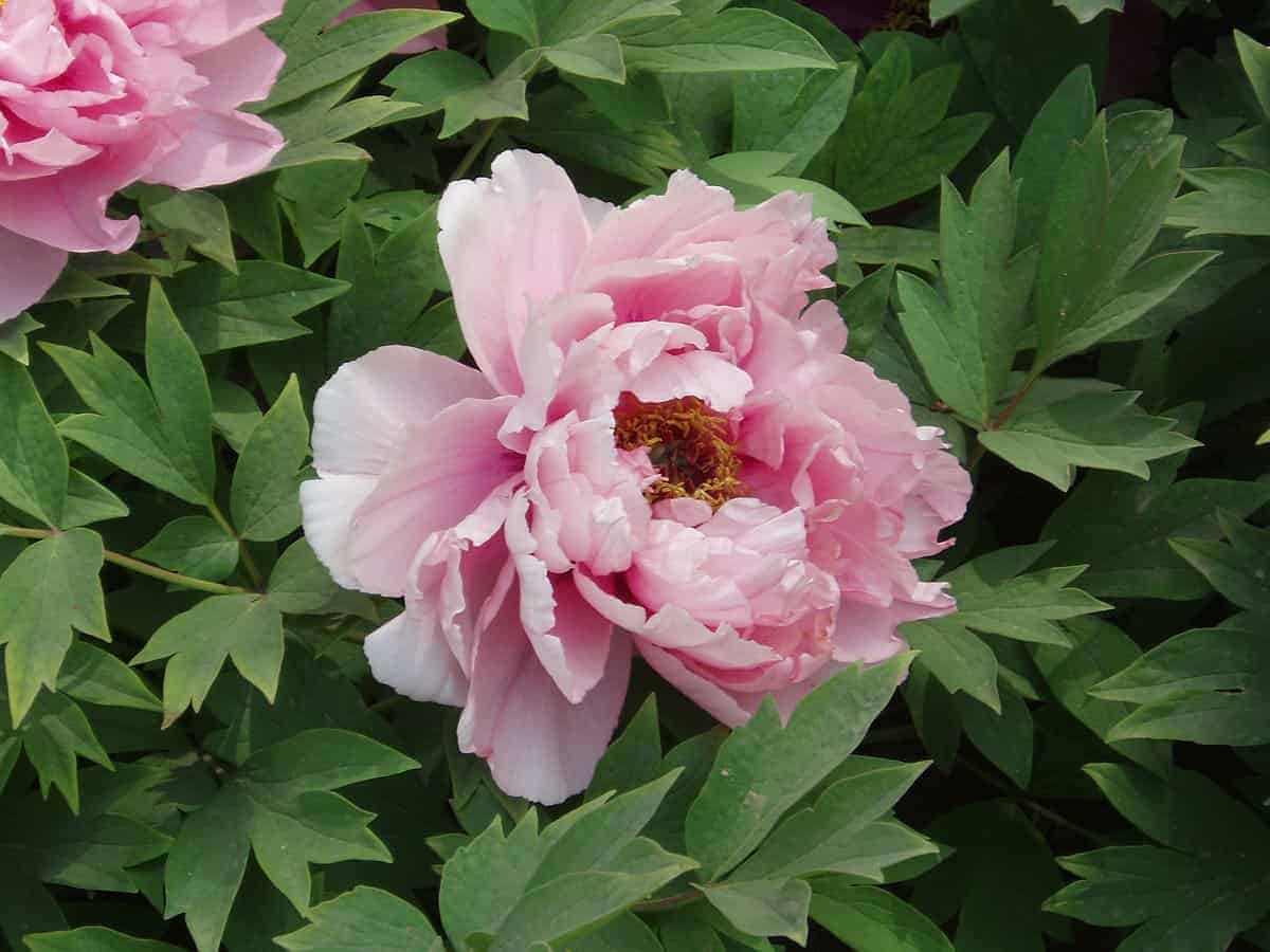 Bunga Peony: Perbedaan Mu Dan 牡丹 & Shao Yao 芍药 » Flora & Fauna ...