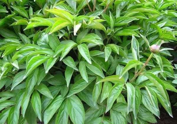 Bunga Peony: Perbedaan Mu Dan 牡丹 & Shao Yao 芍药 » Flora & Fauna ...