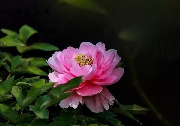 Bunga Peony: Perbedaan Mu Dan 牡丹 & Shao Yao 芍药 » Flora & Fauna ...