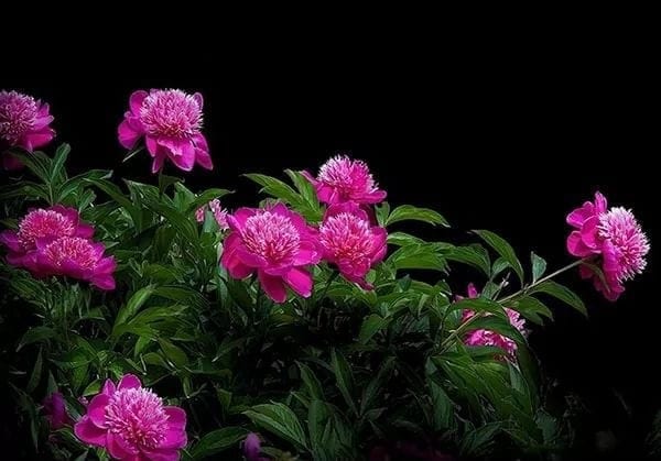 Bunga Peony: Perbedaan Mu Dan 牡丹 & Shao Yao 芍药 » Flora & Fauna ...